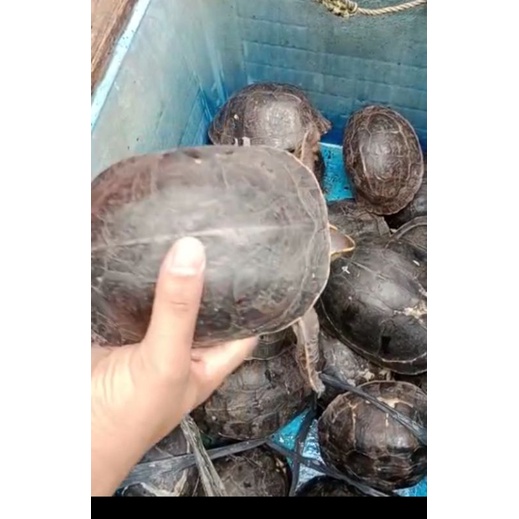 Jual kura kura hidup besar 1ekor | Shopee Indonesia