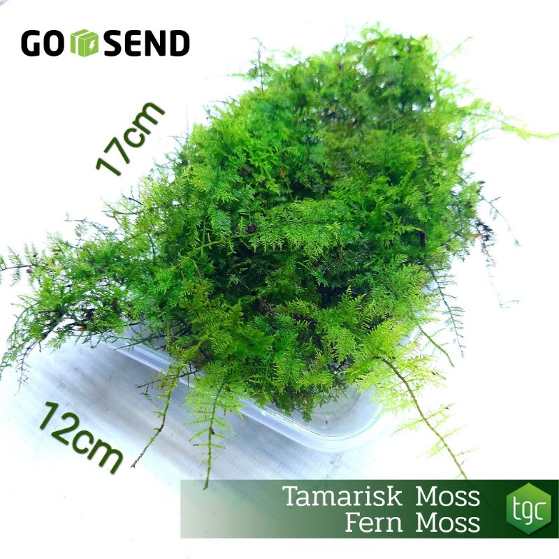 Jual Thuidium Tamariscinum / Tamarisk Moss / Fern Moss - Tanaman Paludarium Terrarium Vivarium ...