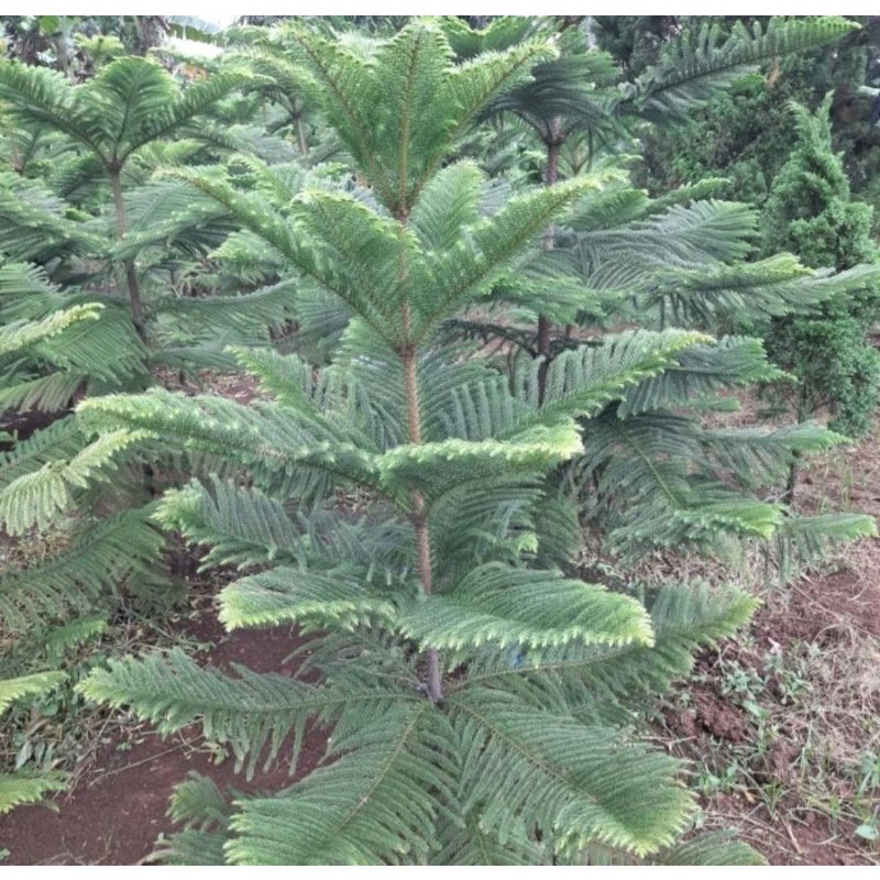 Jual Tanaman hias pohon Cemara Norfolk | Shopee Indonesia