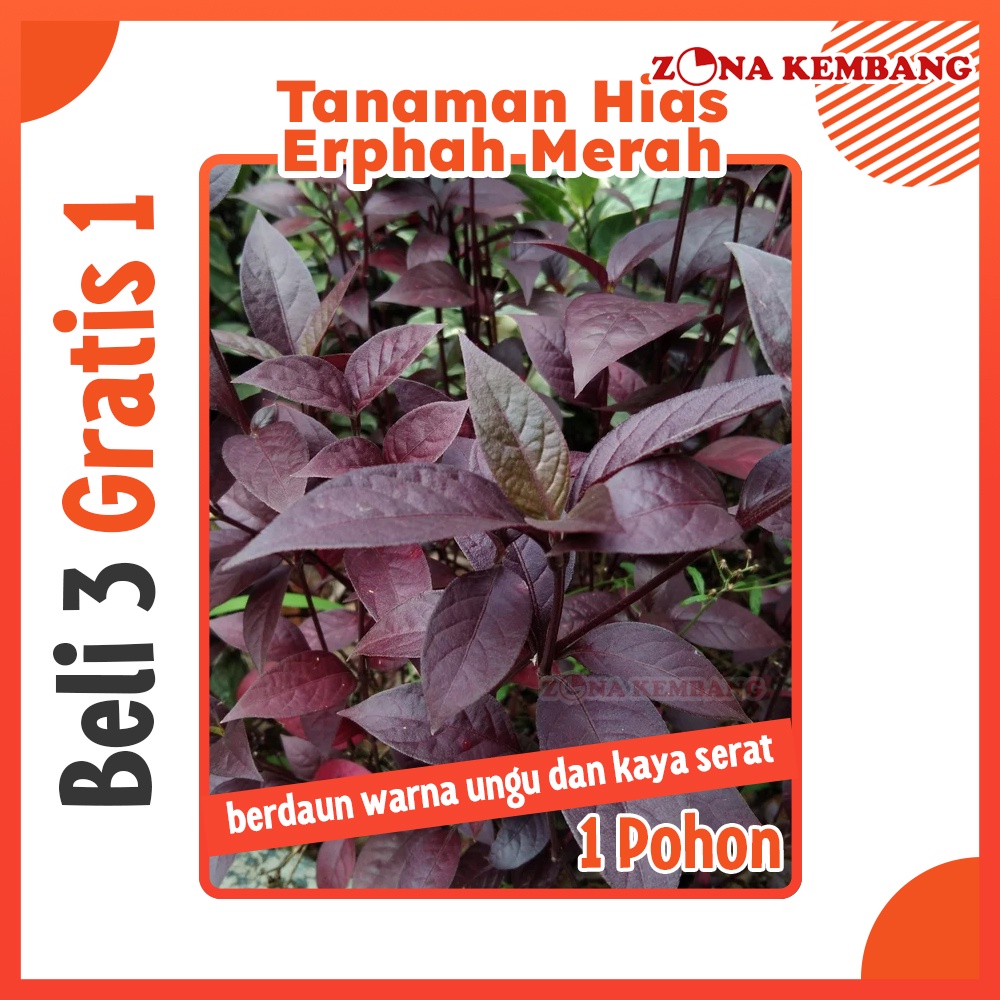 Jual Alternanthera Purple Night Semak ungu Bunga & Tanaman pohon erpah ...