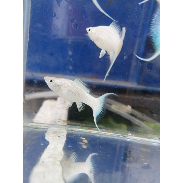 Jual ikan molly platinum lyretail moli platinum ekor cawang | Shopee ...