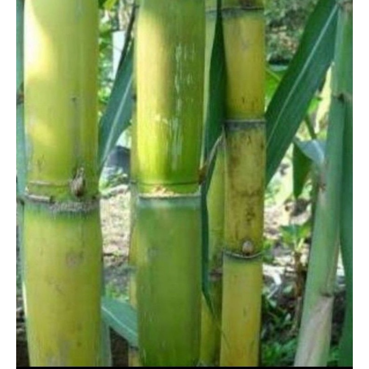 Jual pohon tebu hijau lengkap akar batang daun | Shopee Indonesia