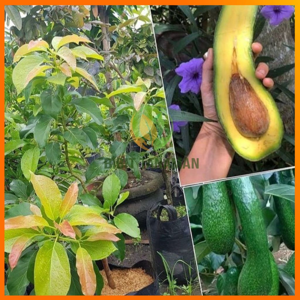 Jual Bibit Tanaman Alpukat Aligator Tinggi 1 Meter Up Batang Besar ...