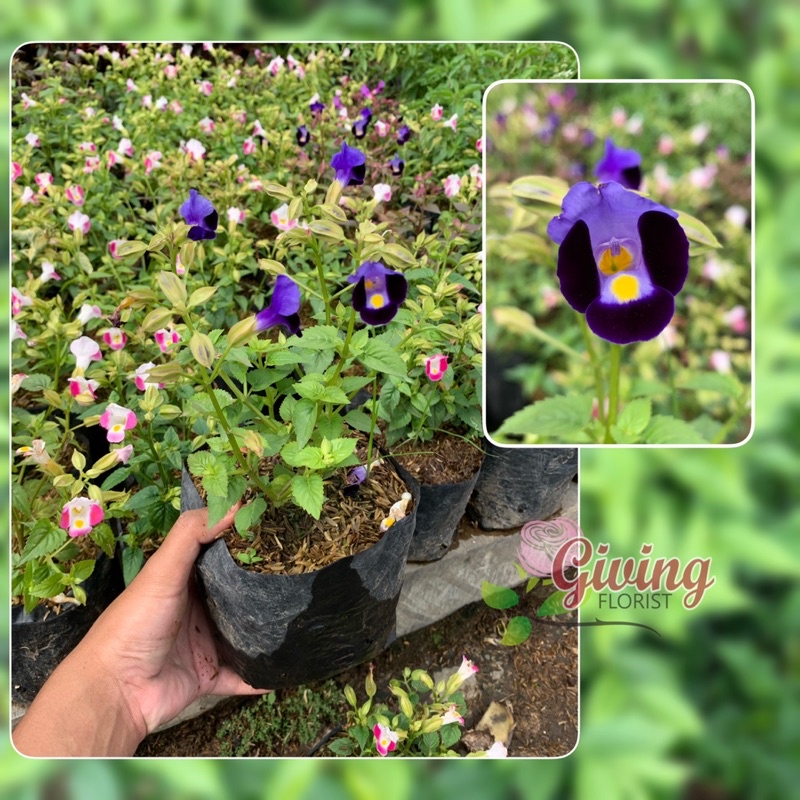 Jual Tanaman Hias Bunga Torenia Mata Kucing Ungu (Berbunga) | Shopee ...