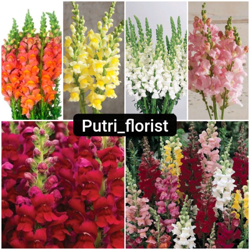 Jual Bunga Potong Snapdragon Fresh | Murah Harga Per 1 Ikat | Shopee ...