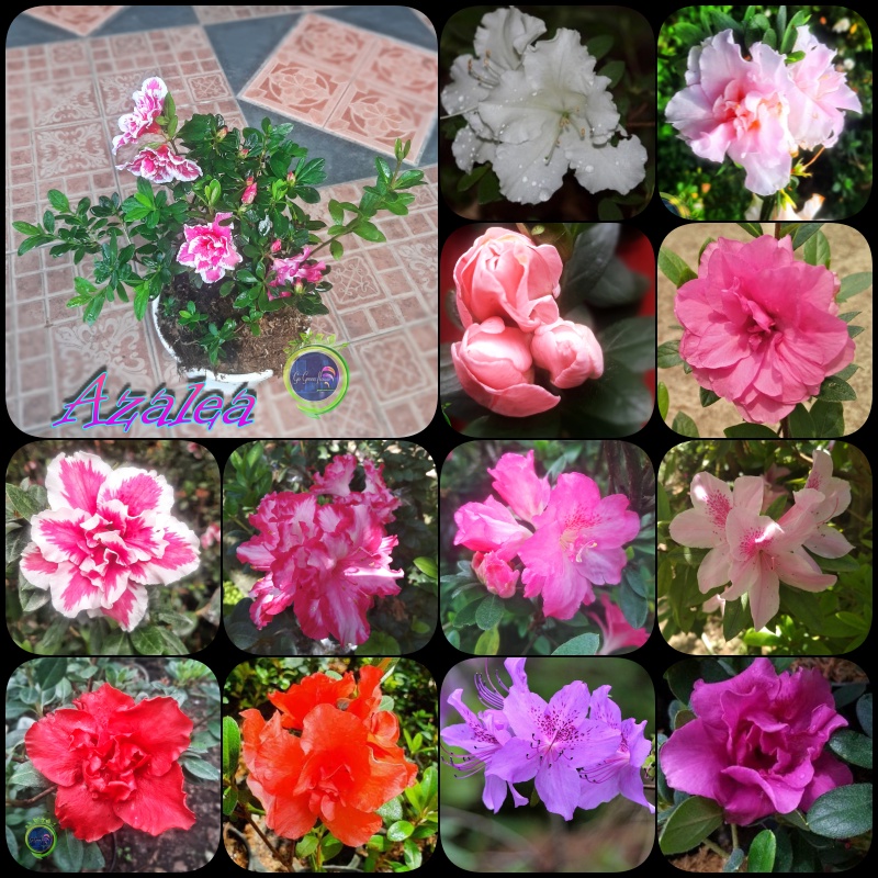 Jual BUNGA AZALEA TERLENGKAP Rhododendron javanicum ASALEA AZALIA ...