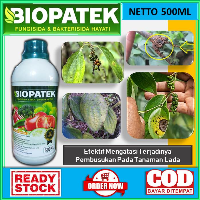 Jual OBAT BUSUK TANAMAN LADA - mengatasi penyebab terjadinya pembusukan pada tanaman lada ...