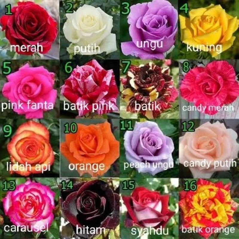 Jual Paket 5 mawar Holland + Polybag bunga mawar - sudah berbunga Bisa pilih Warna | Shopee ...