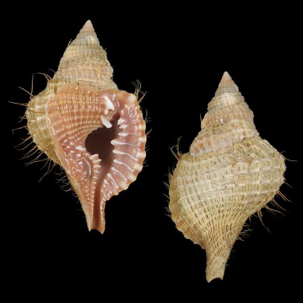 Jual Cangkang shell rumah keong siput Distorsio reticularis | Shopee ...