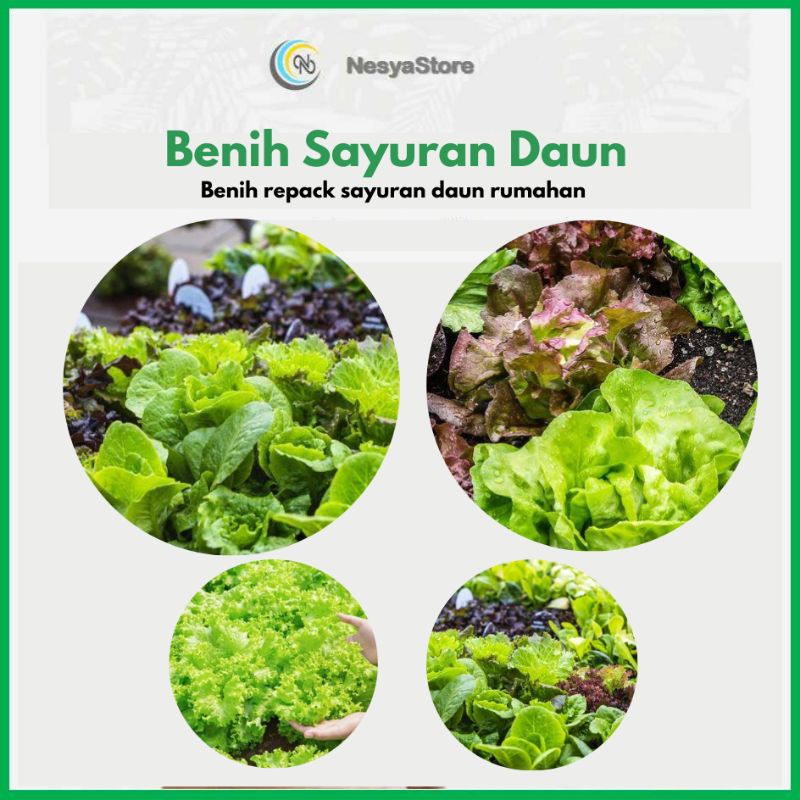 Jual Benih Sayuran Daun Benih Sayur Daun Berkualitas Repack Premium ...