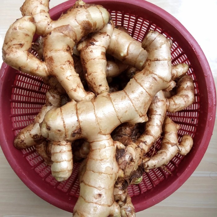 Jual temu putih kunyit putih curcuma zedoaria/1 Kg | Shopee Indonesia