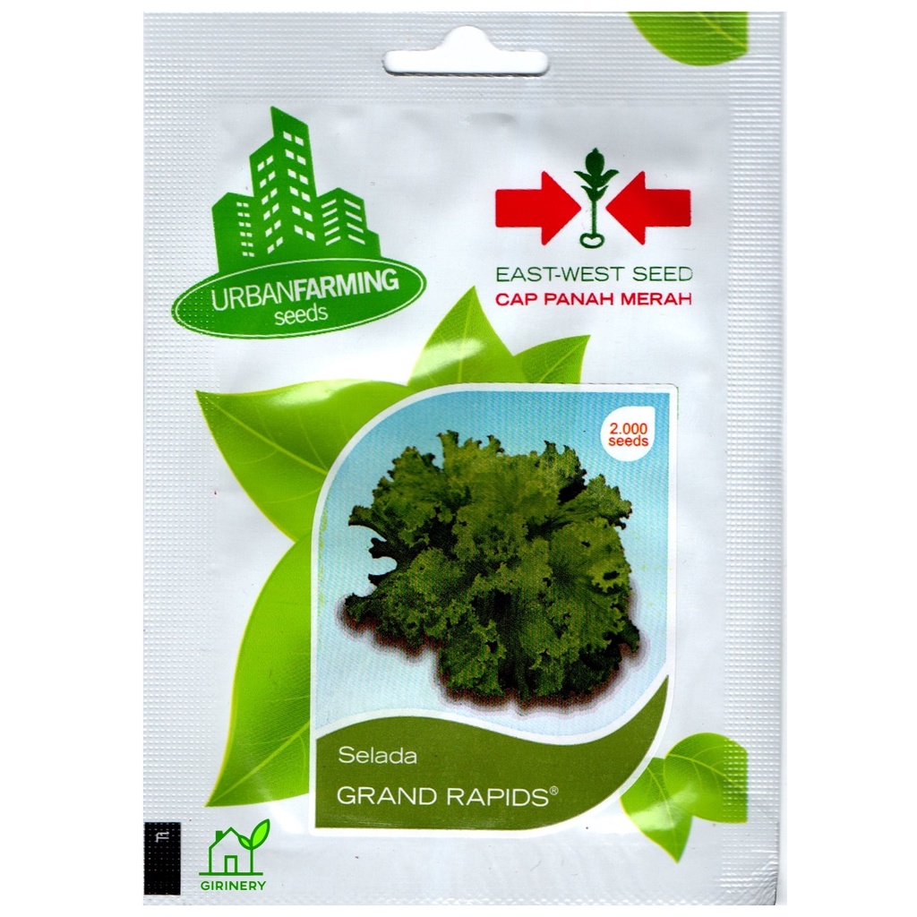 Jual Benih Selada Hijau GRAND RAPIDS - Selada Keriting Lettuce Green ...