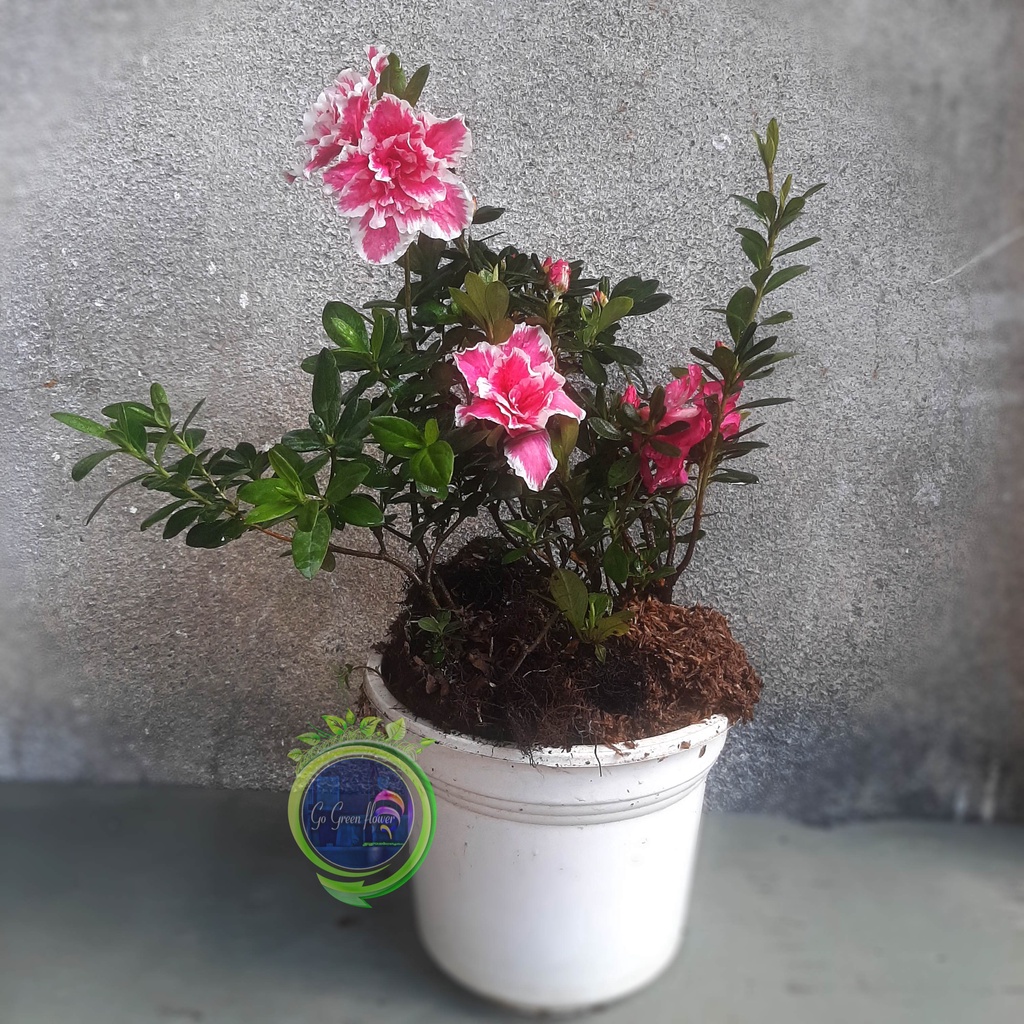 Jual BUNGA AZALEA PING LIS PUTIH Rhododendron javanicum ASALEA AZALIA ...