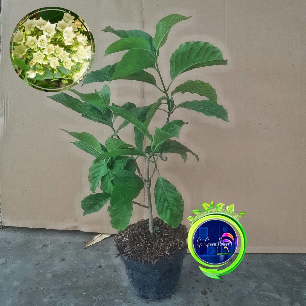 Jual MELATI KESINDANG AROMA PANDAN tanaman herbal MELATI AROMA PANDAN ...