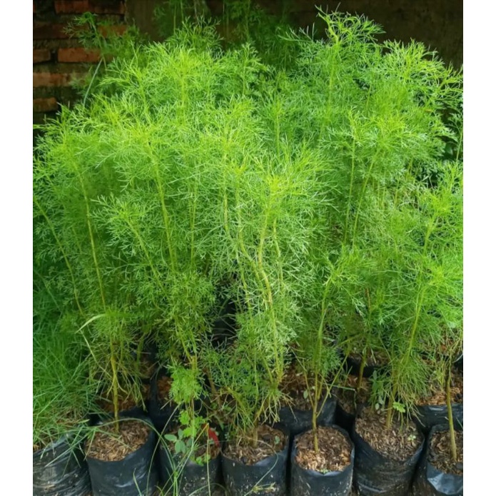 Jual tanaman cemara air/adas hutan/tanaman pagar | Shopee Indonesia