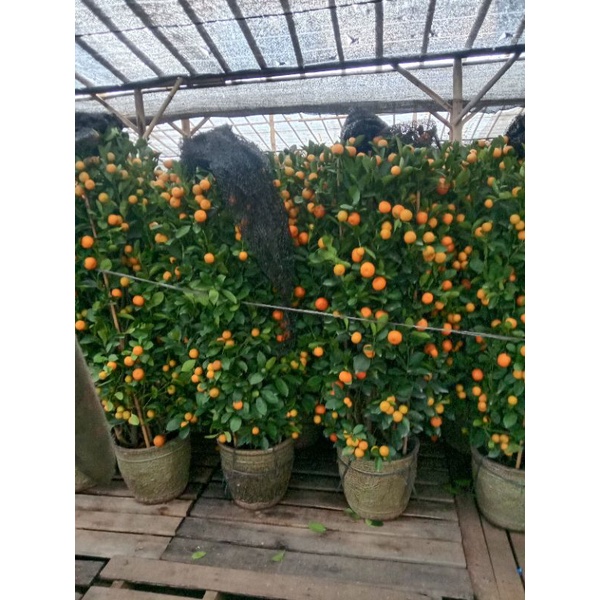 Jual POHON JERUK KIMKIT UKURAN L | Shopee Indonesia