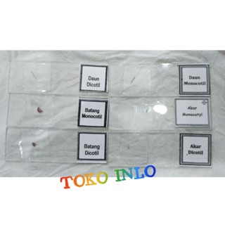 Jual Preparat Anatomi Tumbuhan 1 set 6 macam/Preparat Tumbuhan/Awetan ...