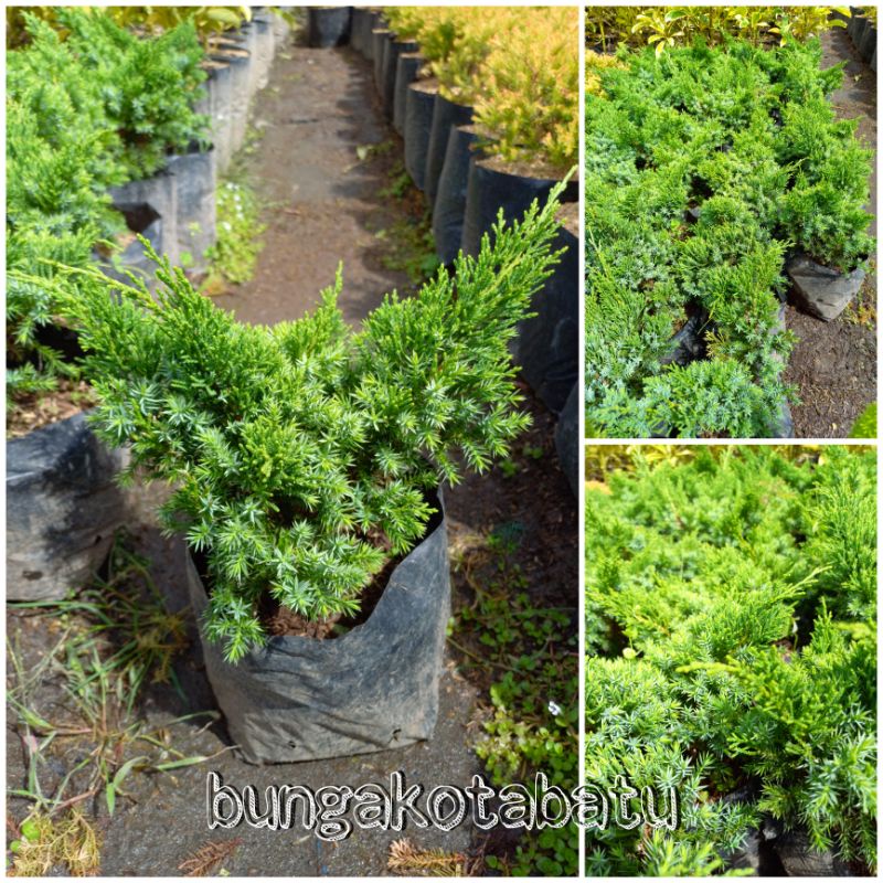 Jual Tanaman Hias Cemara Papua | Shopee Indonesia