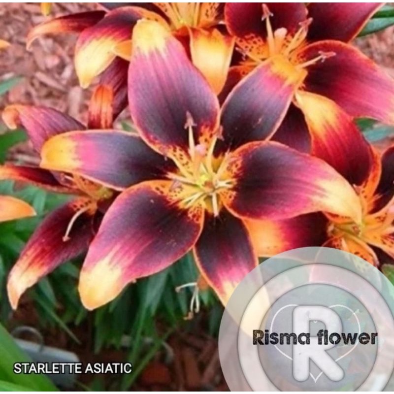 Jual Tanaman hias pohon day Lily Asiatic / bunga day Lily cantik ...