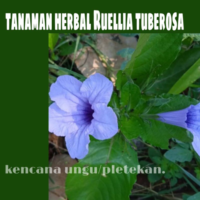 Jual Tanaman herbal Ruellia tuberosa | kencana ungu/pletekan TERMURAH ...