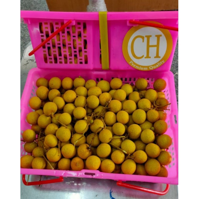 Jual Gift Pack Lengkeng Gold Kemasan 3kg | Shopee Indonesia