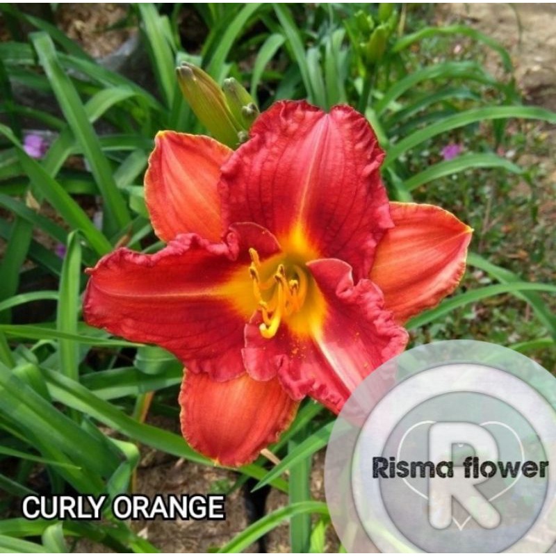 Jual Tanaman hias pohon day Lily Curly orange / bunga day Lily cantik ...