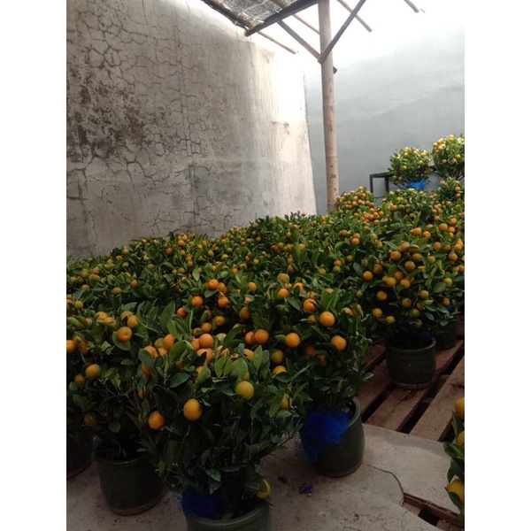 Jual Pohon jeruk kimkit ukuran s | Shopee Indonesia