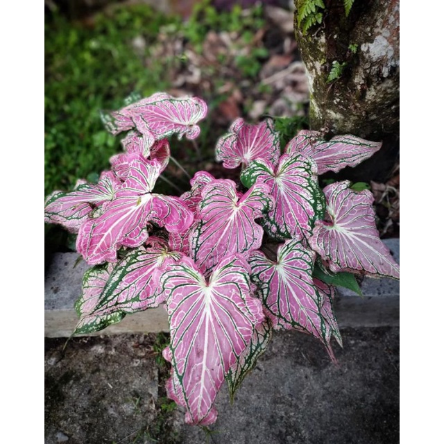 Jual { BISA COD } tanaman keladi wayang batik pink caladium wayang ping ... Jual { BISA COD } tanaman keladi wayang batik pink caladium wayang ping ...