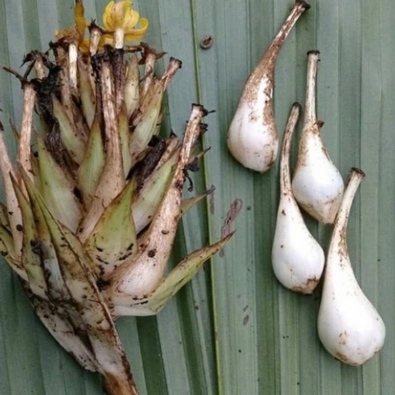 Jual buah marasi SEGAR Buah lemba segar buah LANGKAA | Shopee Indonesia