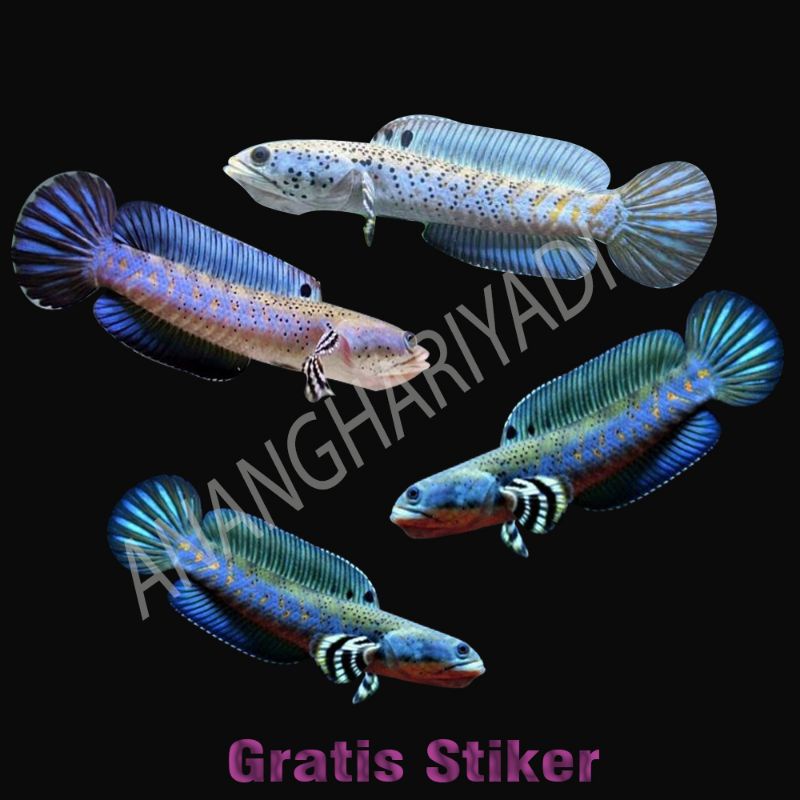 Jual ikan toman biru Harga Terbaik & Termurah Februari 2023 | Shopee ...
