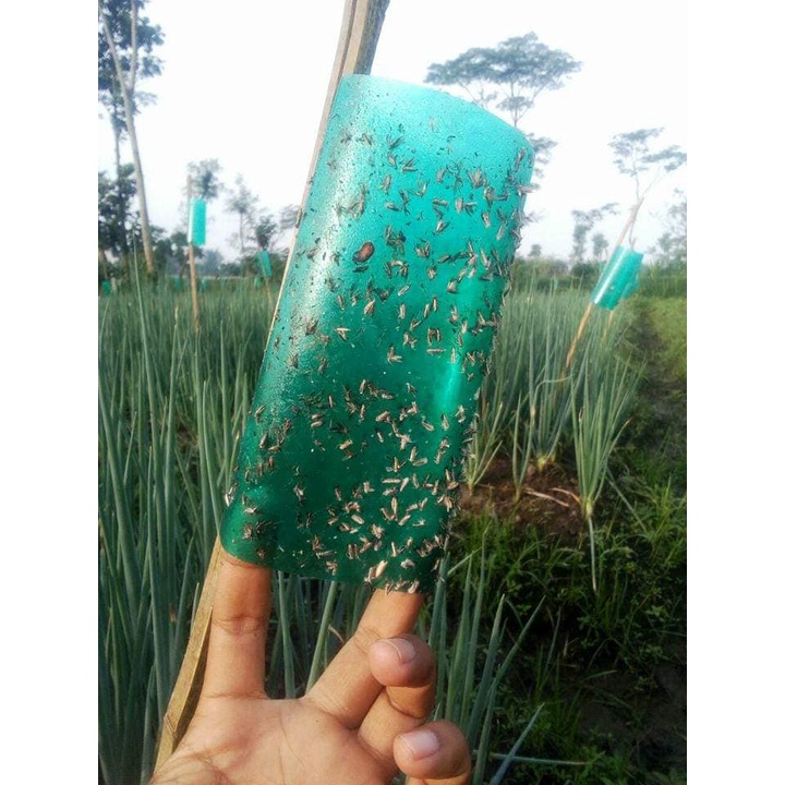Jual Spider Insect Trap Green - Perangkap Serangga Hijau - Lem Insek ...