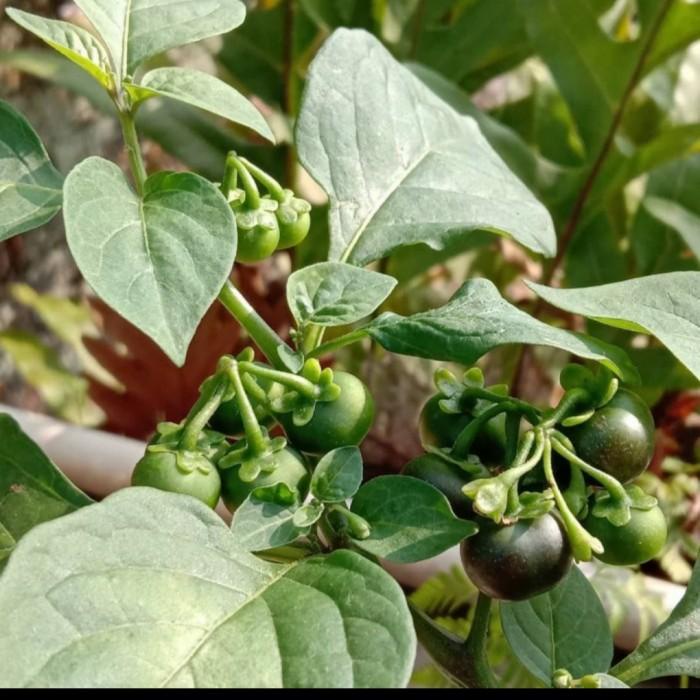 Jual bibit tanaman lenca sayur/tanaman buah lenca herbal | Shopee Indonesia