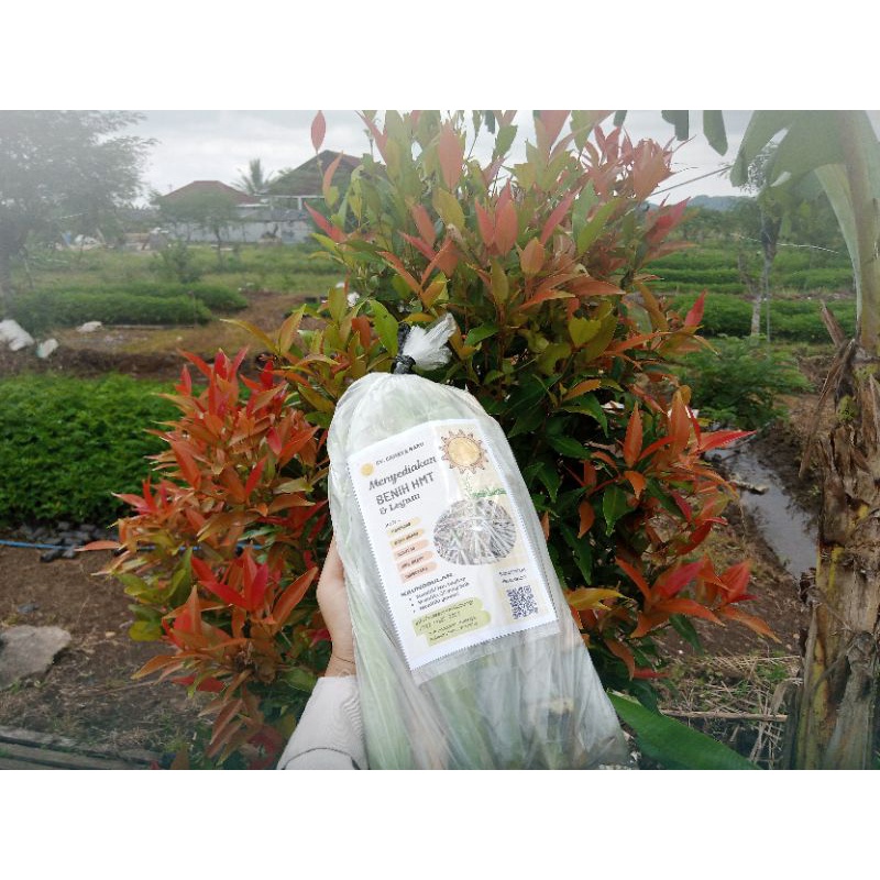 Jual Bibit Rumput Pakchong, Gamma Umami dan Bio Grass | Shopee Indonesia
