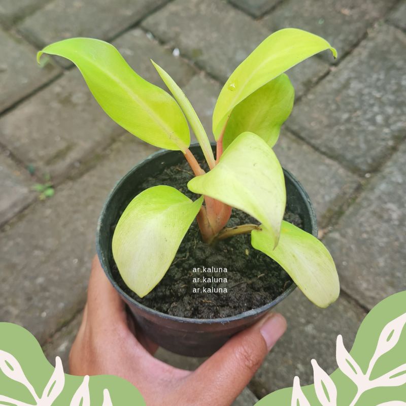 Jual Sirih gading centong kuning / philodendron lemon lime tanaman ...