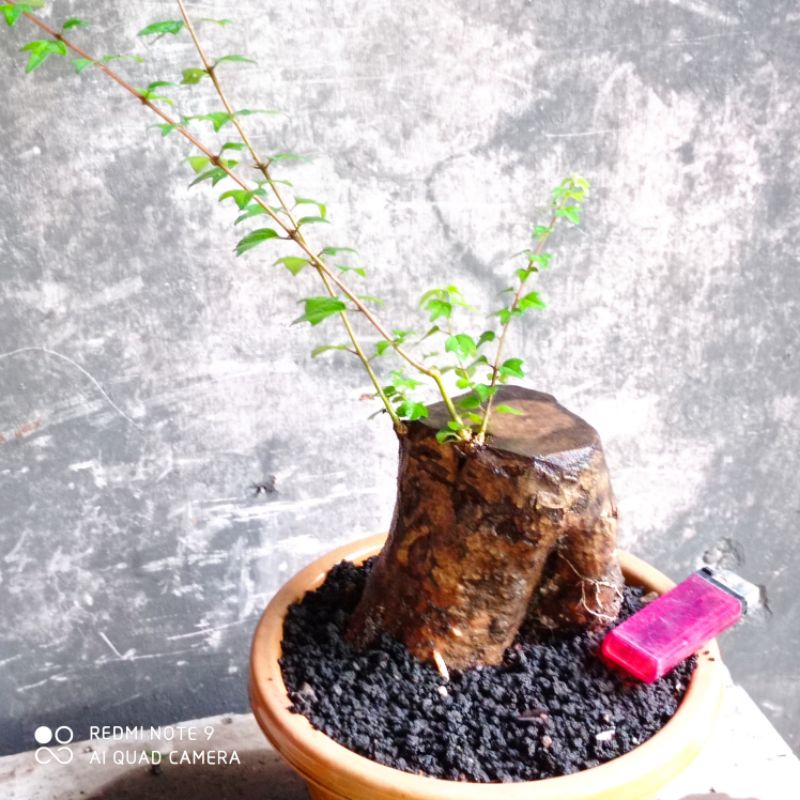 Jual bahan bonsai wareng daun bintang realpic | Shopee Indonesia
