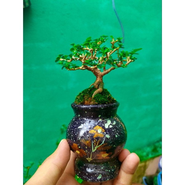 Jual bonsai shito sancang mungil (siap pajang) | Shopee Indonesia Jual bonsai shito sancang mungil (siap pajang) | Shopee Indonesia