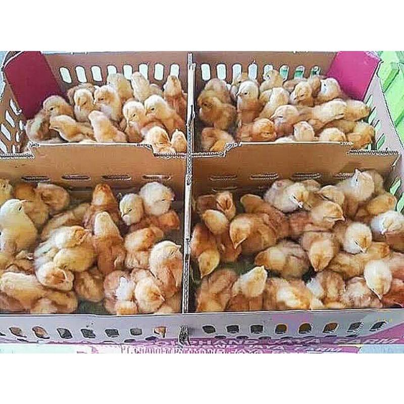 Jual Doc Ayam telur - Ayam Petelur - Layer - Ayam Merah | Shopee Indonesia