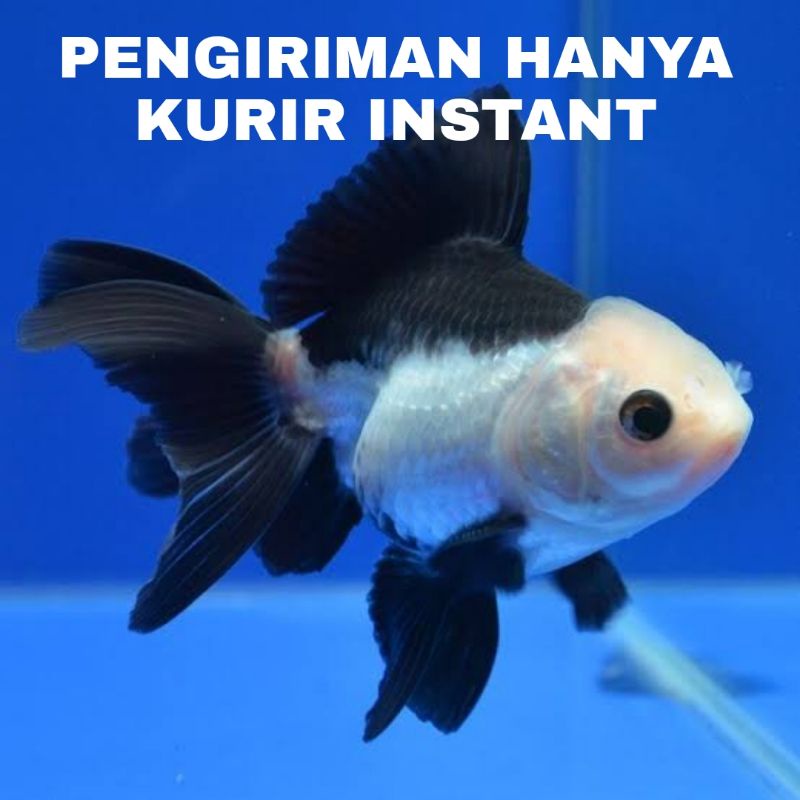 Jual IKAN KOKI ORANDA PANDA 3C TRICOLOR BLACK GOLD | Shopee Indonesia
