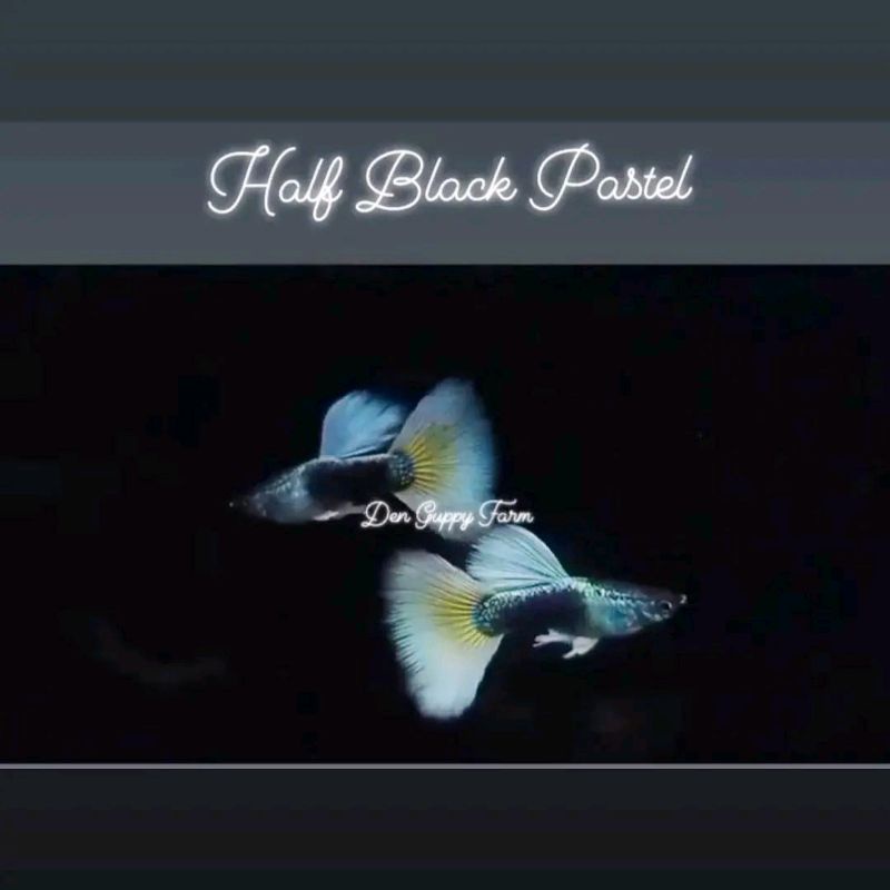 Produk Den Guppy Farm | Shopee Indonesia