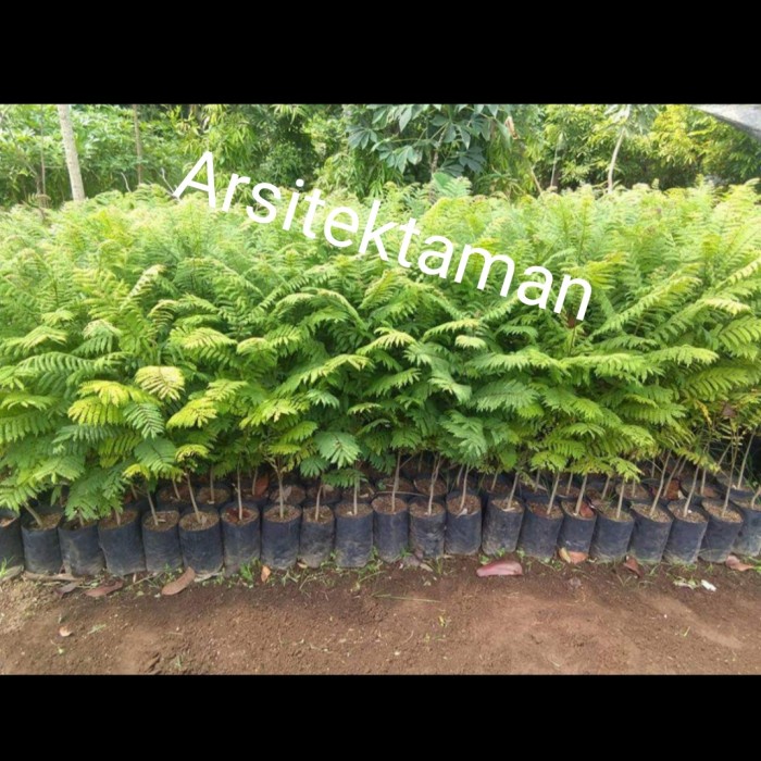Jual pohon pelindung jacaranda mimosifolia bunga ungu - jakaranda ...