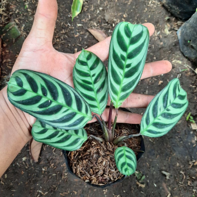 Jual PROMO tanaman calathea sepat tanaman hias calatea meranti sepat ...