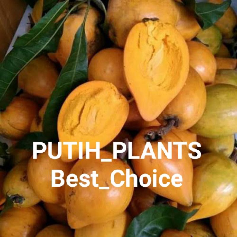 Jual Buah Alkesah atau sawo mentega per kilogram | Shopee Indonesia