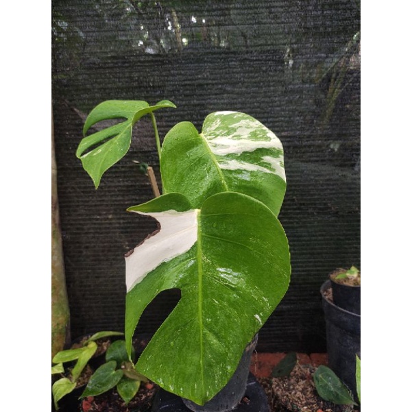 Jual Monstera Variegata Marble Real Pict | Shopee Indonesia