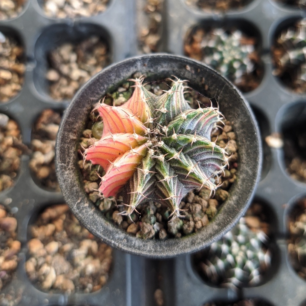 Jual Kaktus Lb Variegata Seedling | Shopee Indonesia