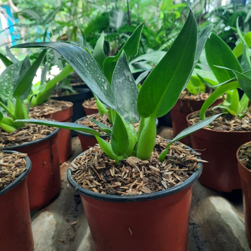 Jual { BISA COD } Tanaman philo eceng / philo katak ukuran kecil anakan ...