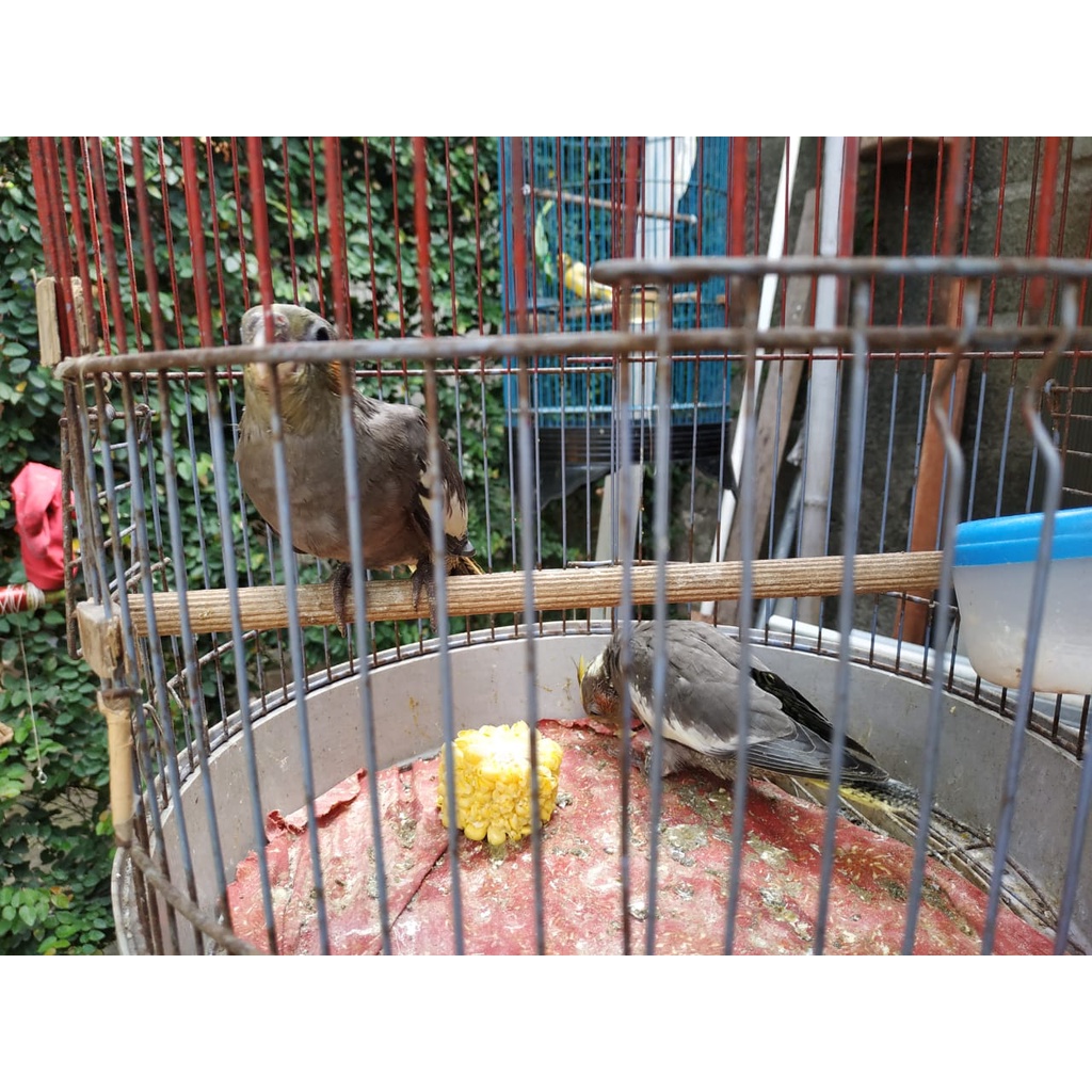 Jual Burung Falk / Parkit Australia Super Jinak Usia 1 Bulan | Shopee ...