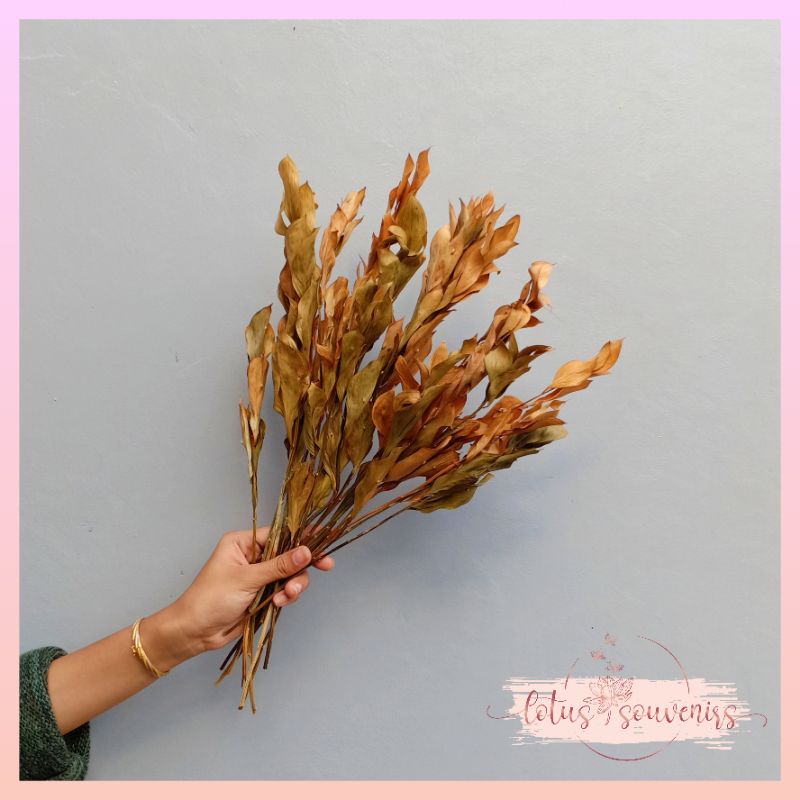 Jual (2 tangkai) Daun kering ruskus lokal dried flower bunga kering ...