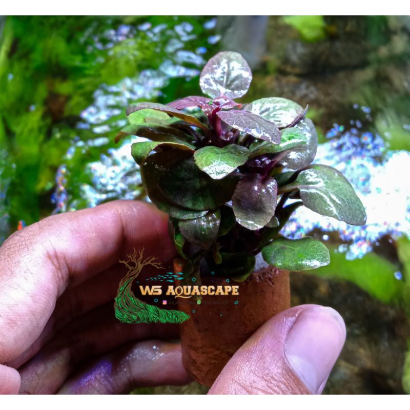 Jual Lobelia Cardinalis Aquascape Tanaman air Low co2 pot | Shopee ...