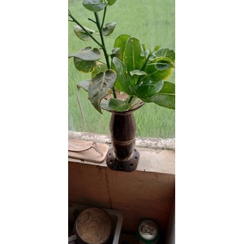 Jual pot pas bunga unik dari batok kelapa buat hiasan di meja atau di ...