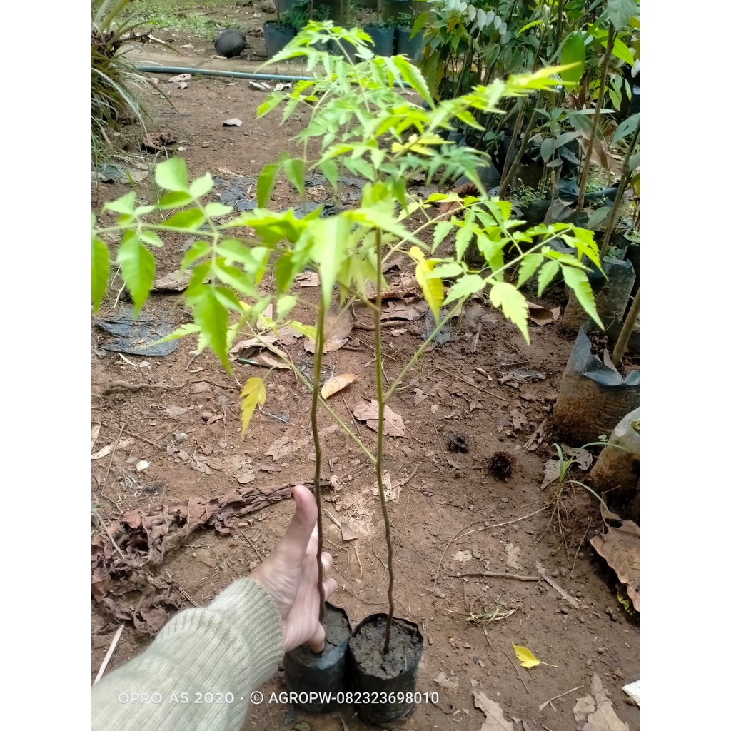 Jual Bibit Tanaman Mindi - Tanaman Peneduh Jalan Hingga Tanaman Obat ...